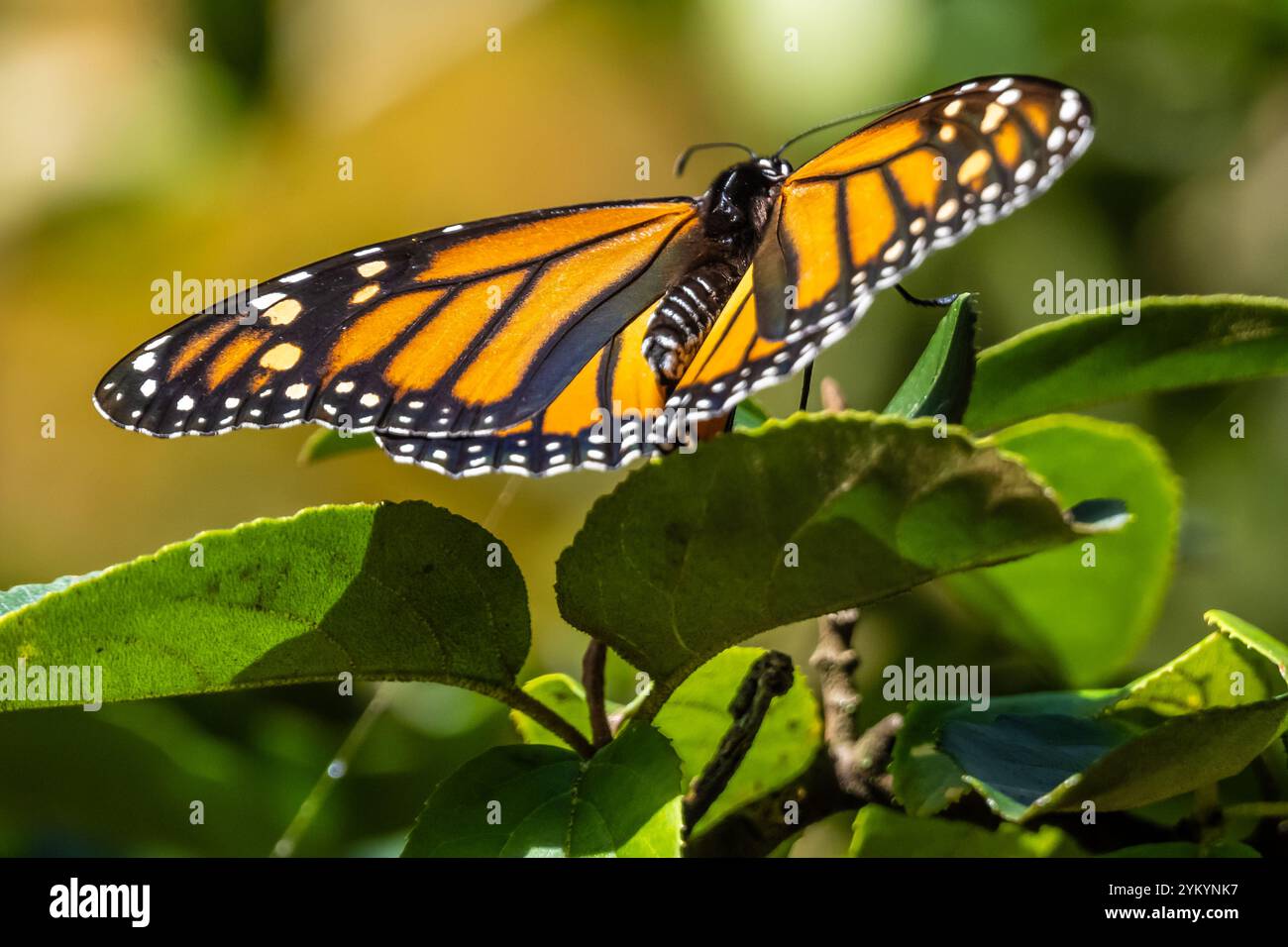 Monarch butterfly (Danaus plexippus) at Gibbs Gardens in Ball Ground ...