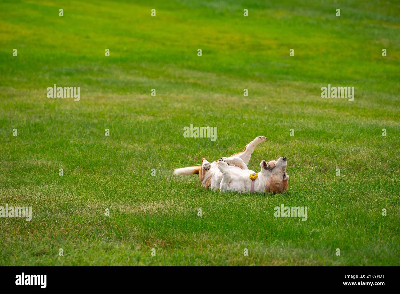Playing in yard hi-res stock photography and images - Alamy