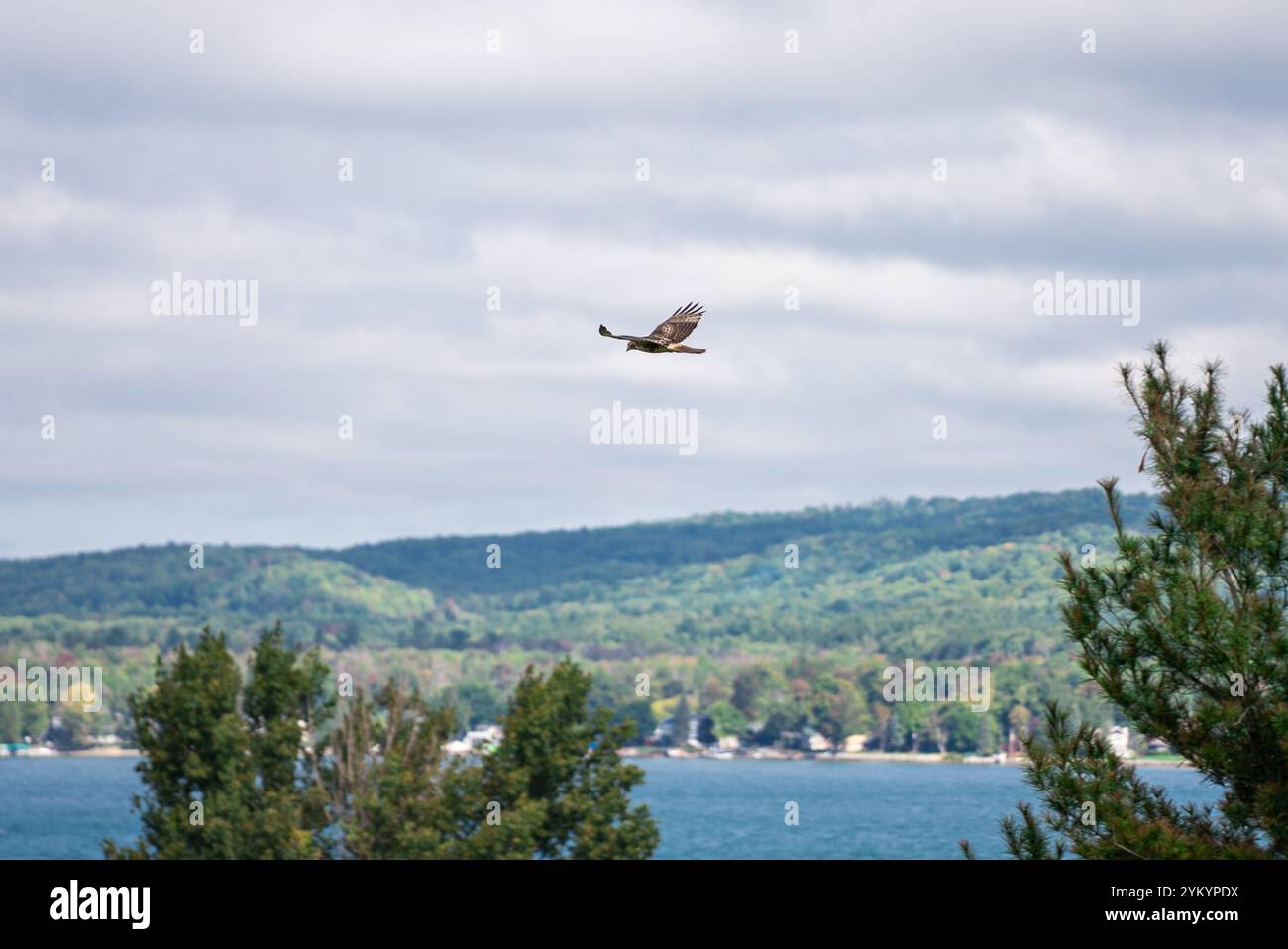 Hawk flying over prey hi-res stock photography and images - Alamy
