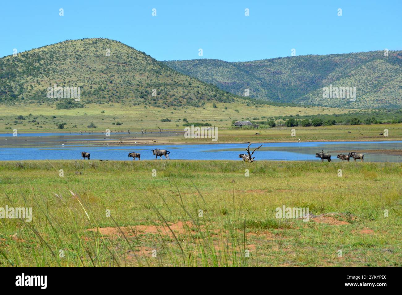 Pilanesberg national park, South Africa Stock Photo - Alamy