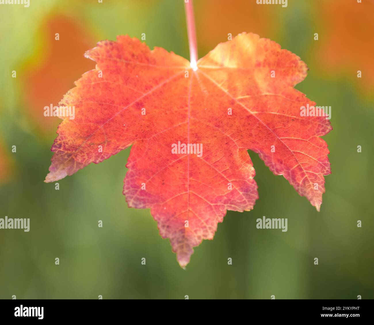 Acer rubrum 'Autumn Blaze' Red Maple Leaf Hanging Stock Photo - Alamy