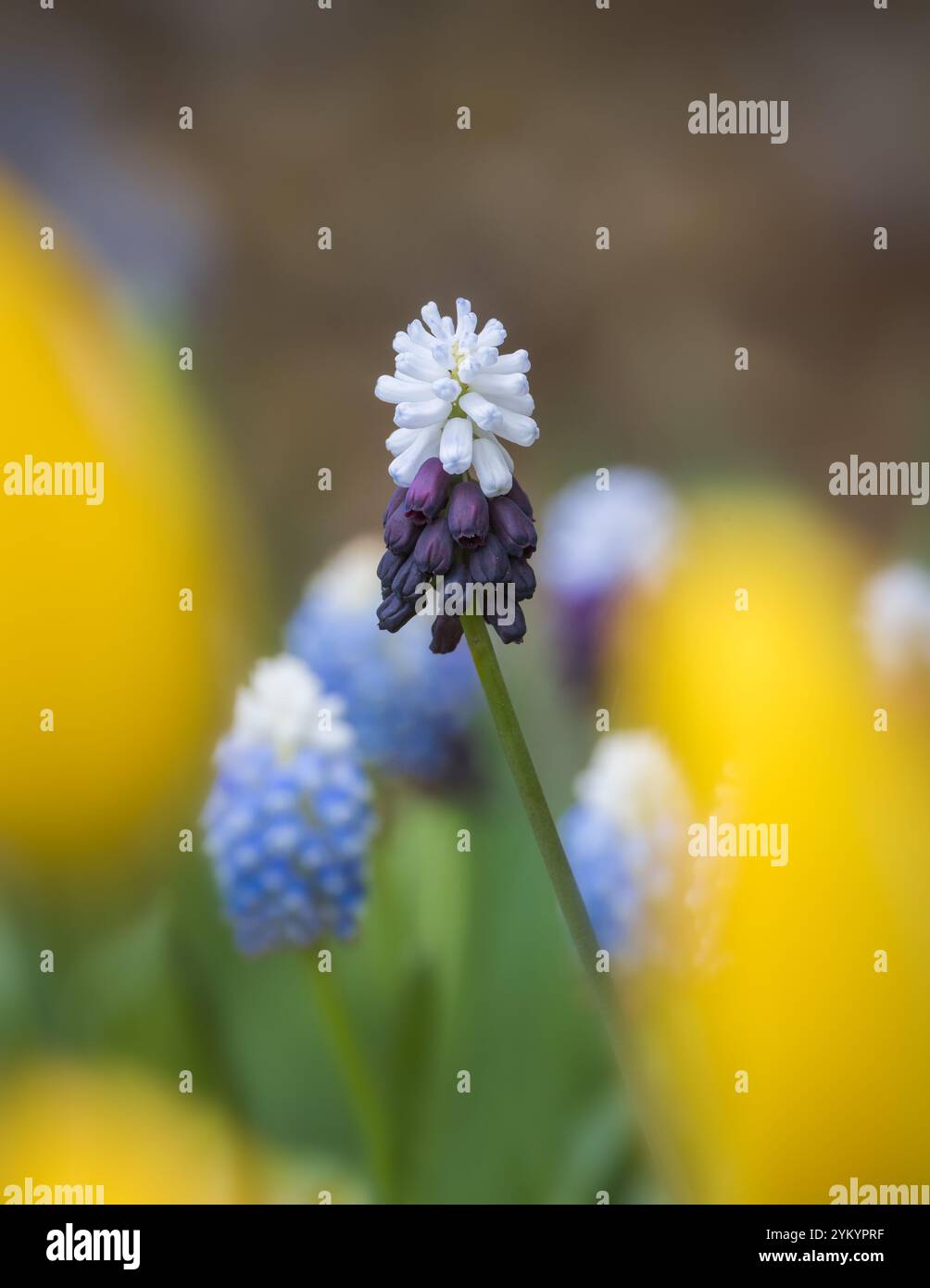 Grape Hyacinth [ Muscari sp ] bi coloured Hyacinth flower Stock Photo ...