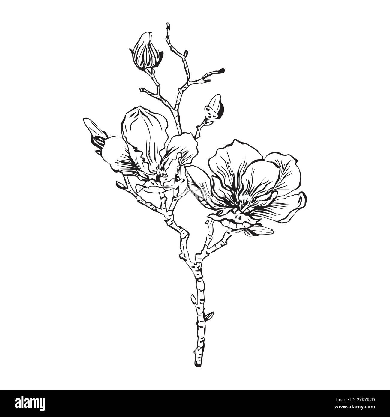 Sakura flower branch hand drawn black floral sketch. Cherry blossom ...