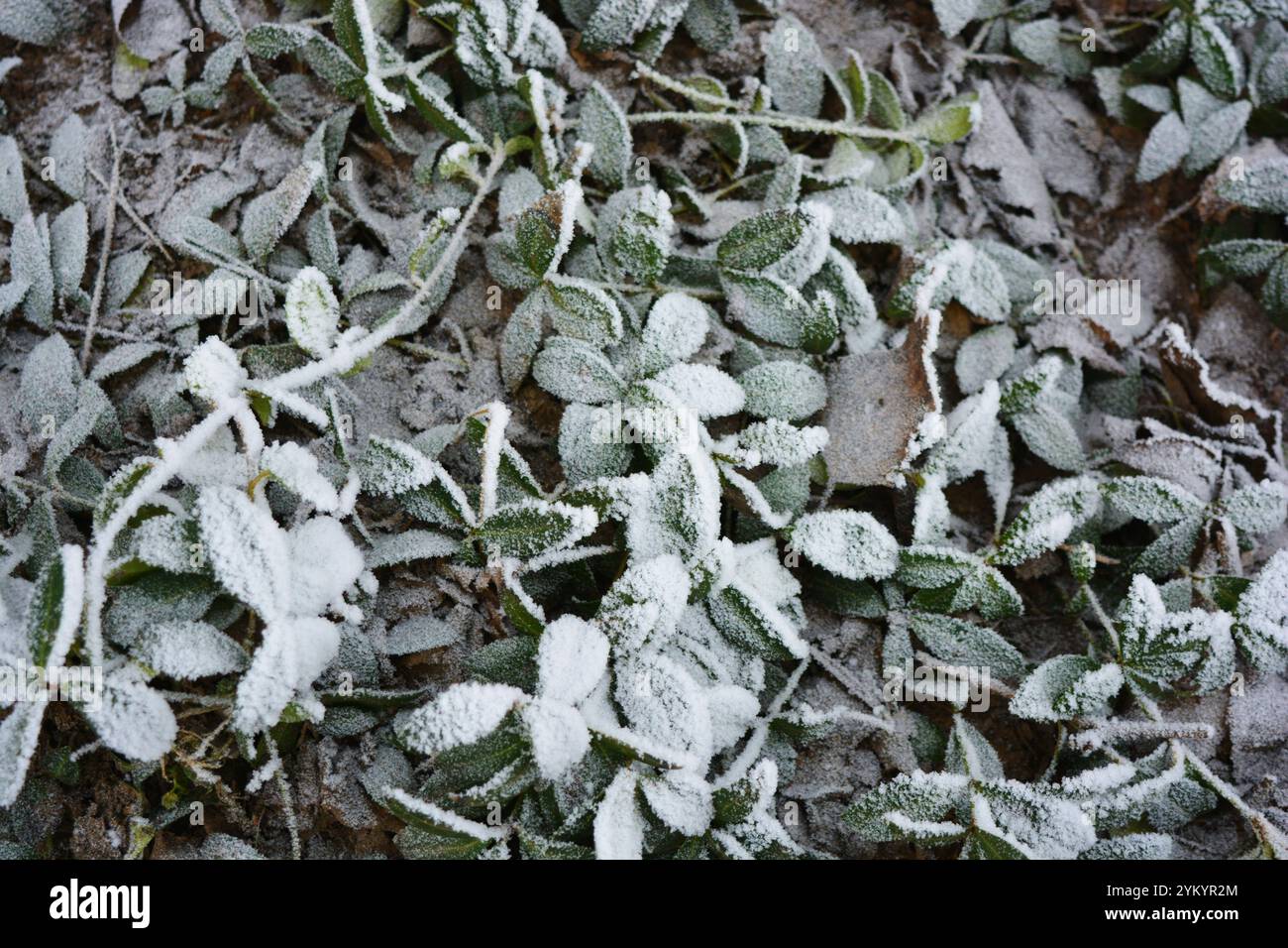 Green leaves of the periwinkle bush are covered with white, fluffy snow, white frost Stock Photo ...