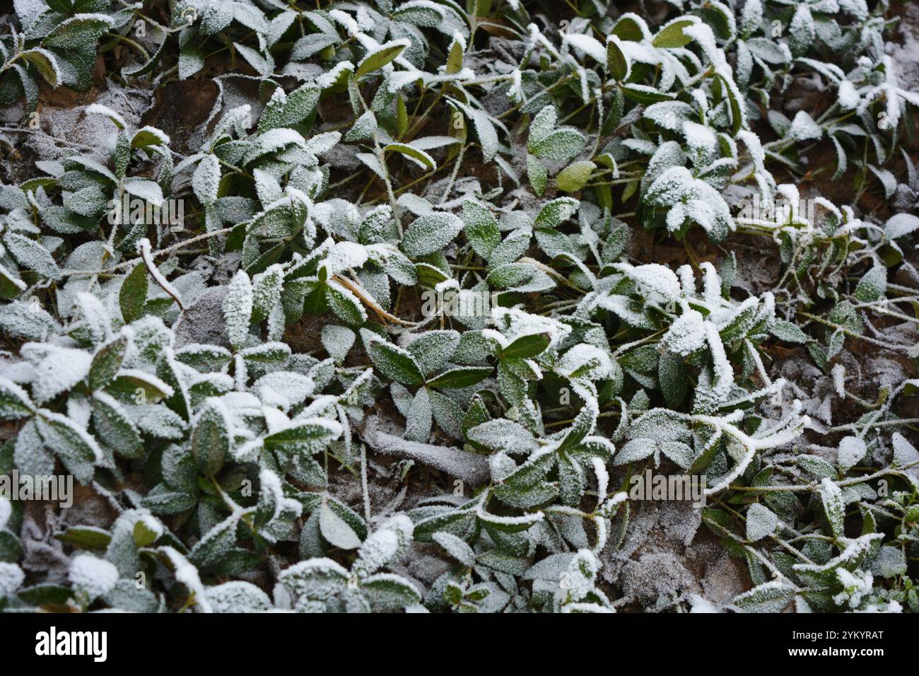 Green leaves of the periwinkle bush are covered with white, fluffy snow, white frost Stock Photo ...