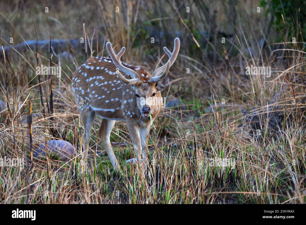 Spotted deer (Chital), Wildlife, Bhopal, India Stock Photo - Alamy