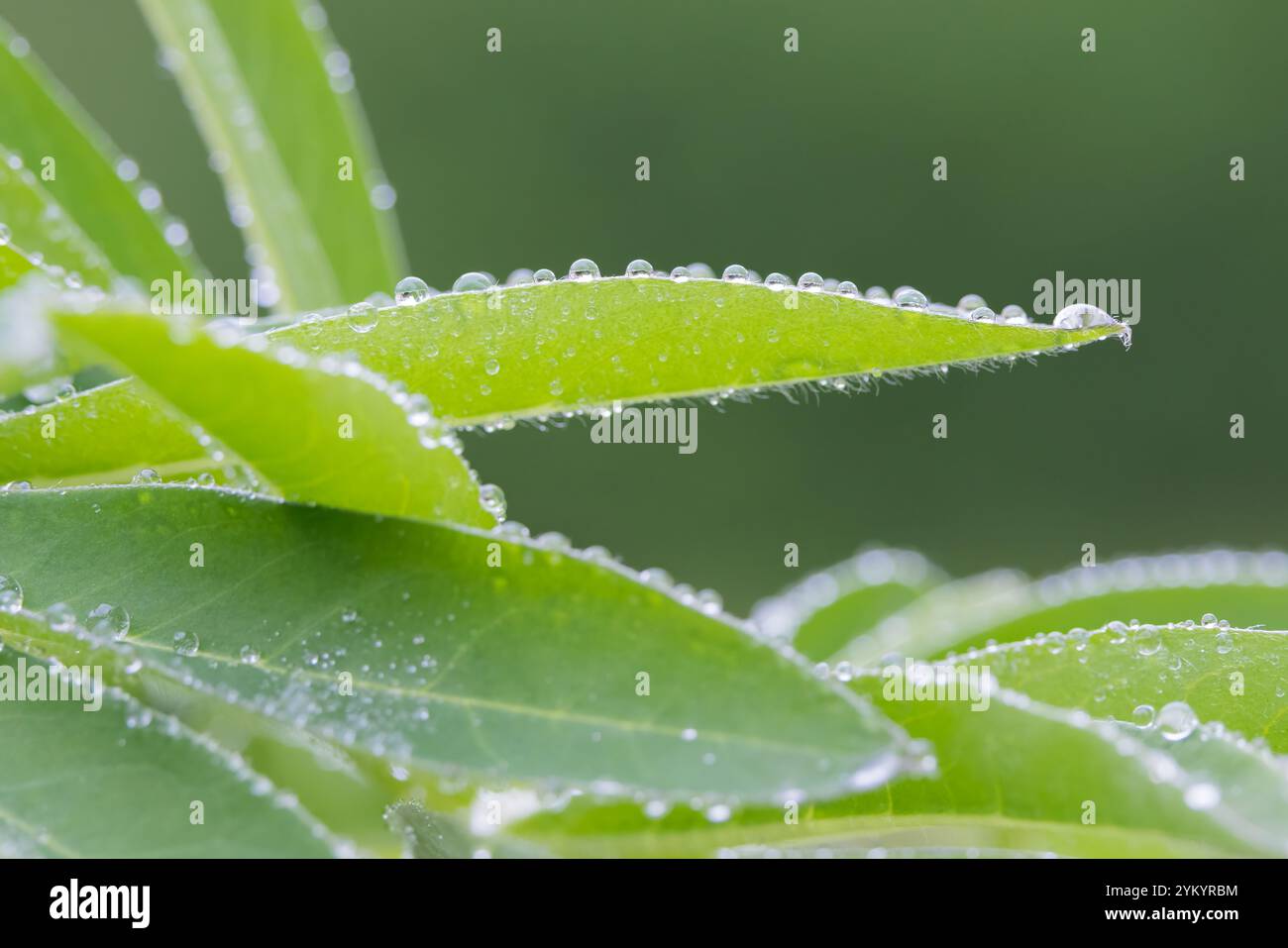 Edge of leaves hi-res stock photography and images - Alamy