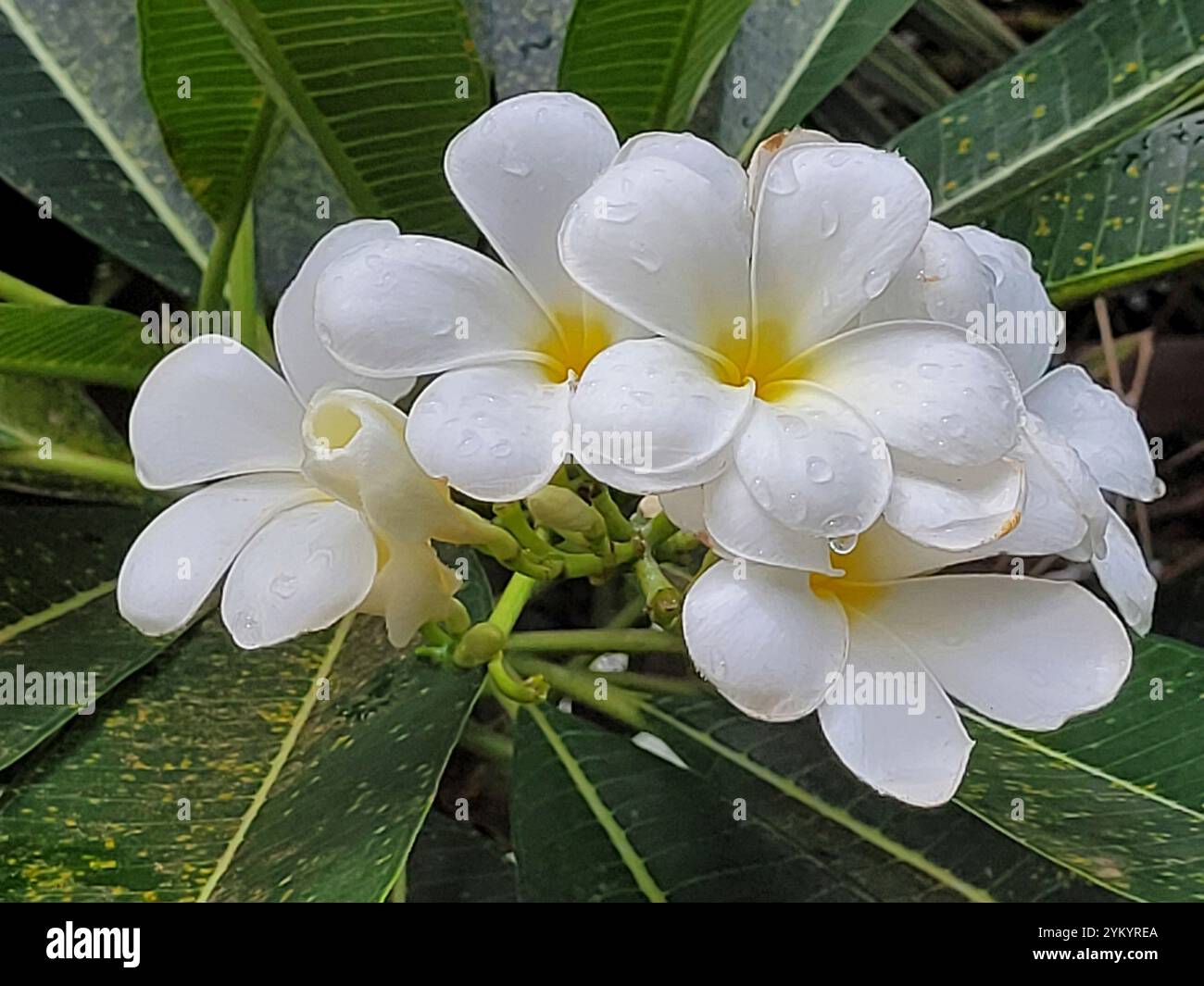 Details of frangipani flowers, Plumeria flowers, Marquesas Islands ...