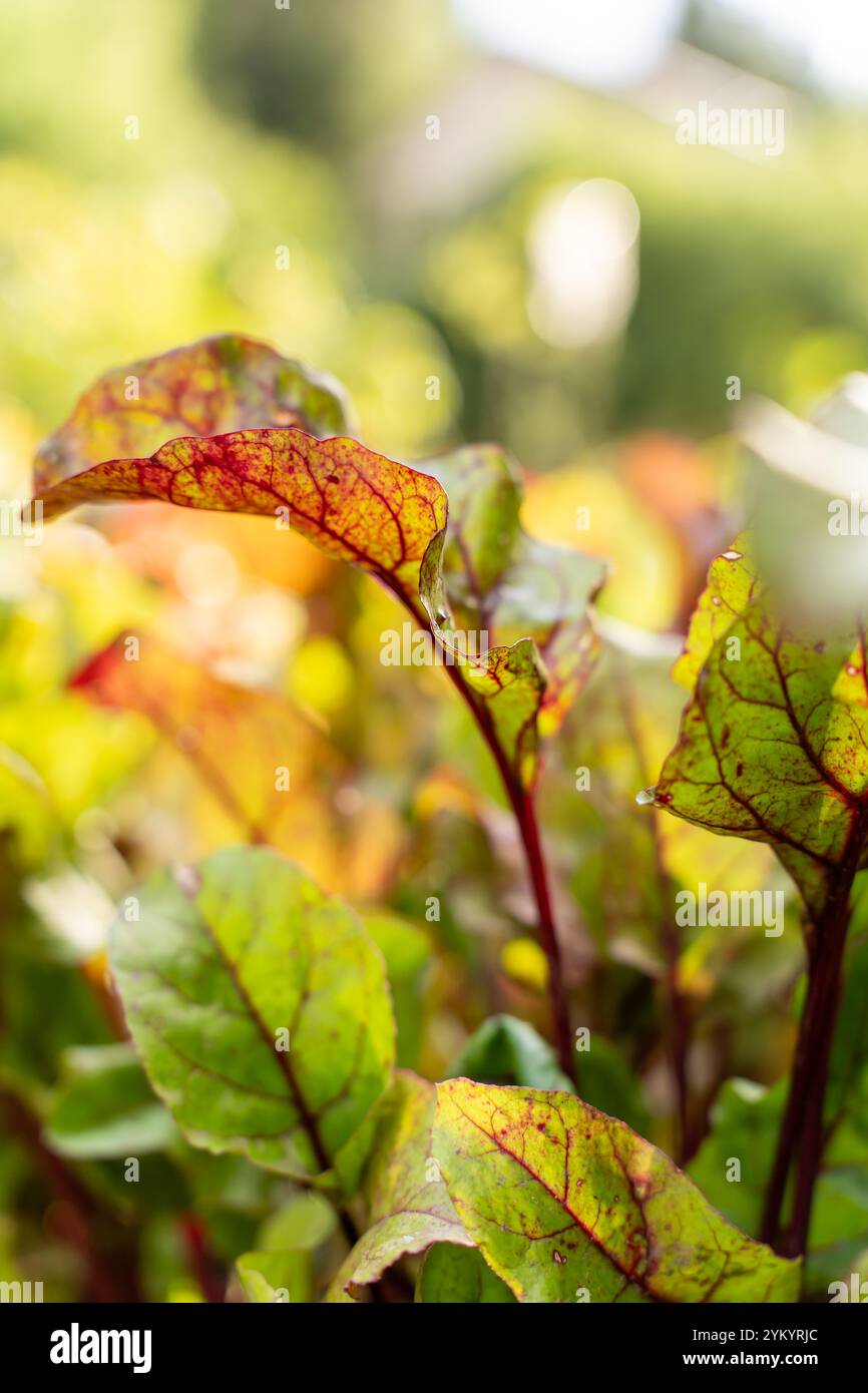 Beetroot Patch with Green Leaves and Red Veins. Red beet plantation ...