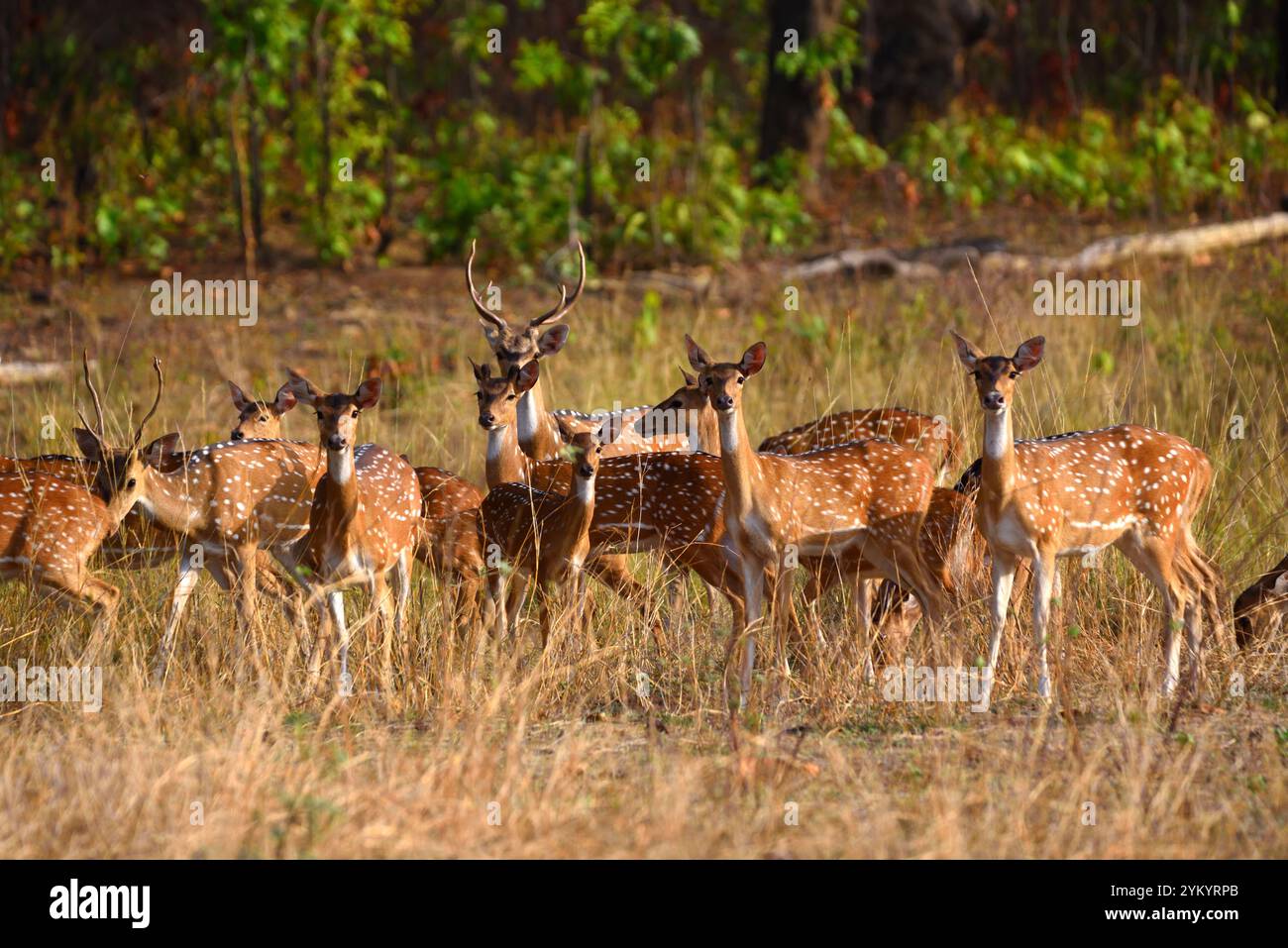 Spotted deer (Chital), Wildlife, Bhopal, India Stock Photo - Alamy