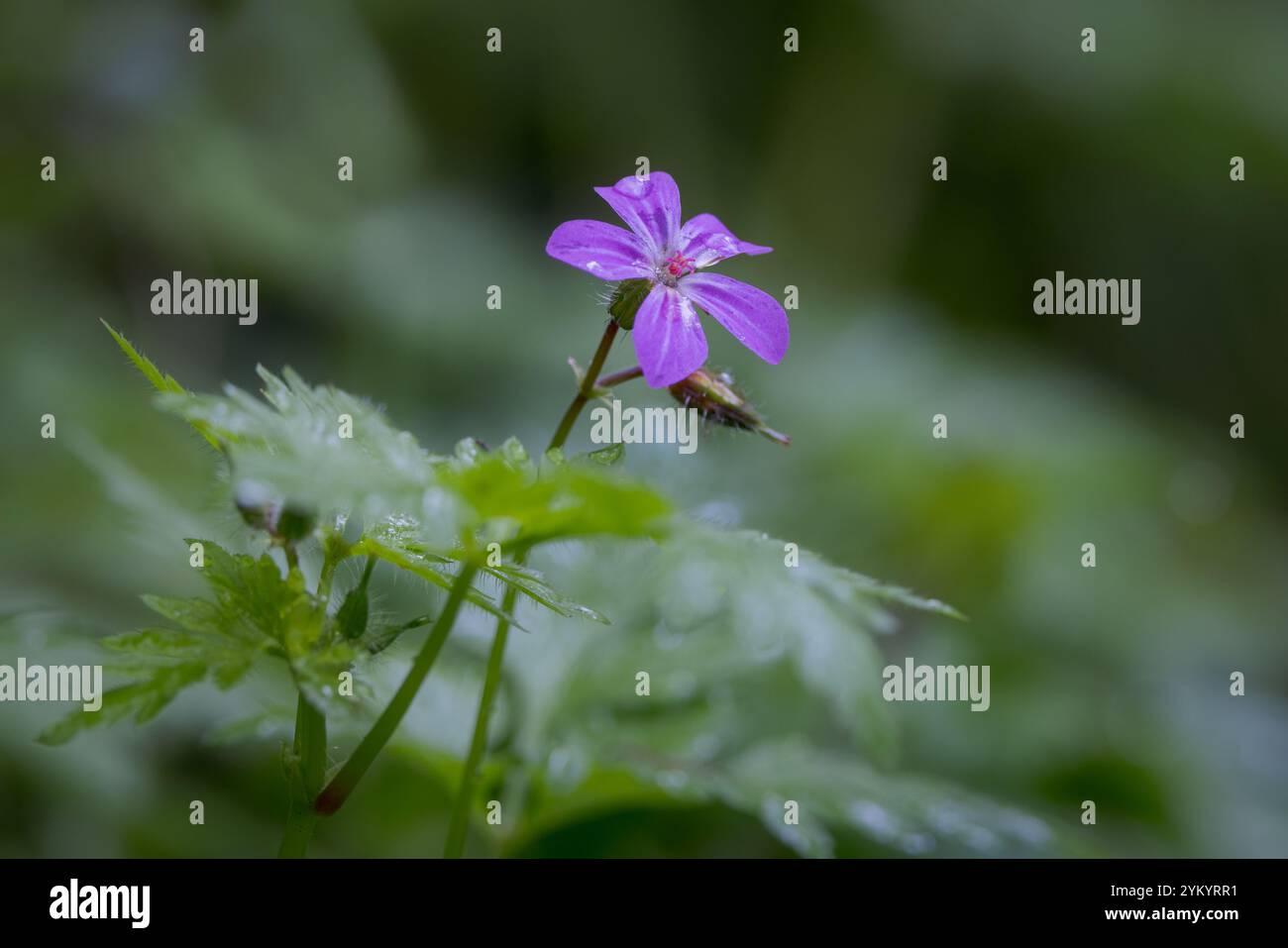 Woodland violet hi-res stock photography and images - Alamy