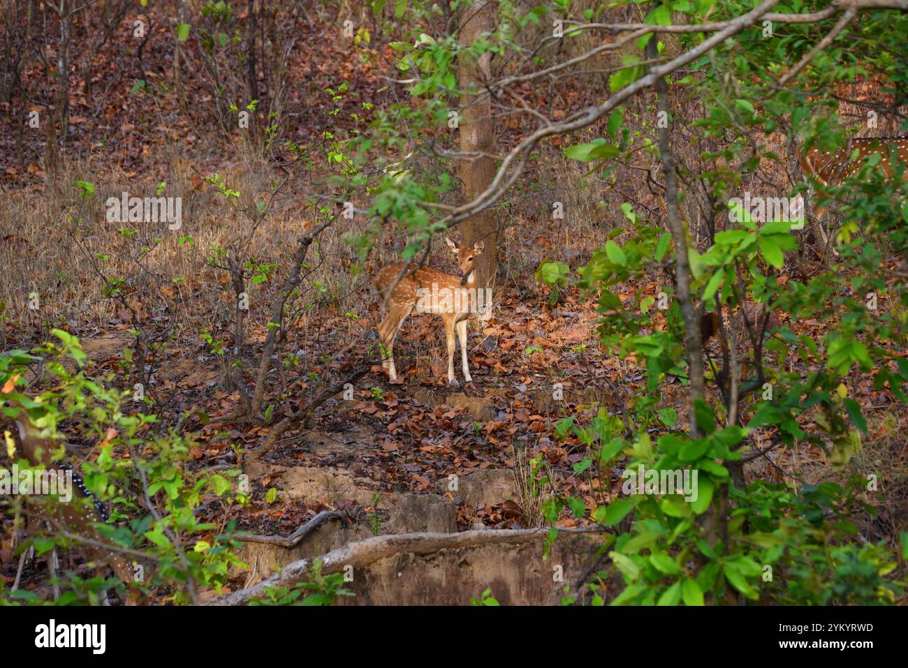 Spotted deer (Chital), Wildlife, Bhopal, India Stock Photo - Alamy