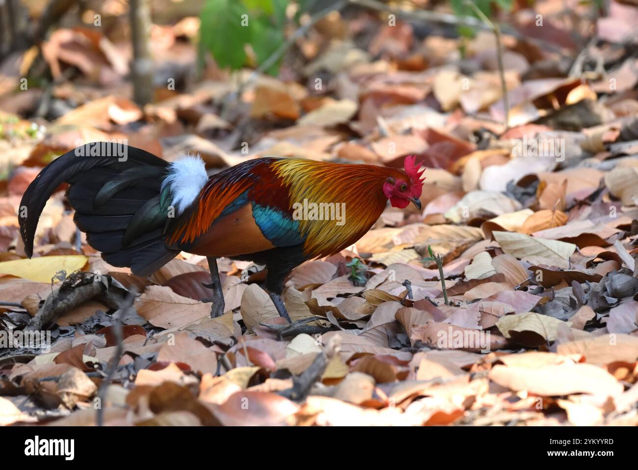 Red junglefowl or Indian red junglefowl, Wildlife Bhopal, India Stock ...