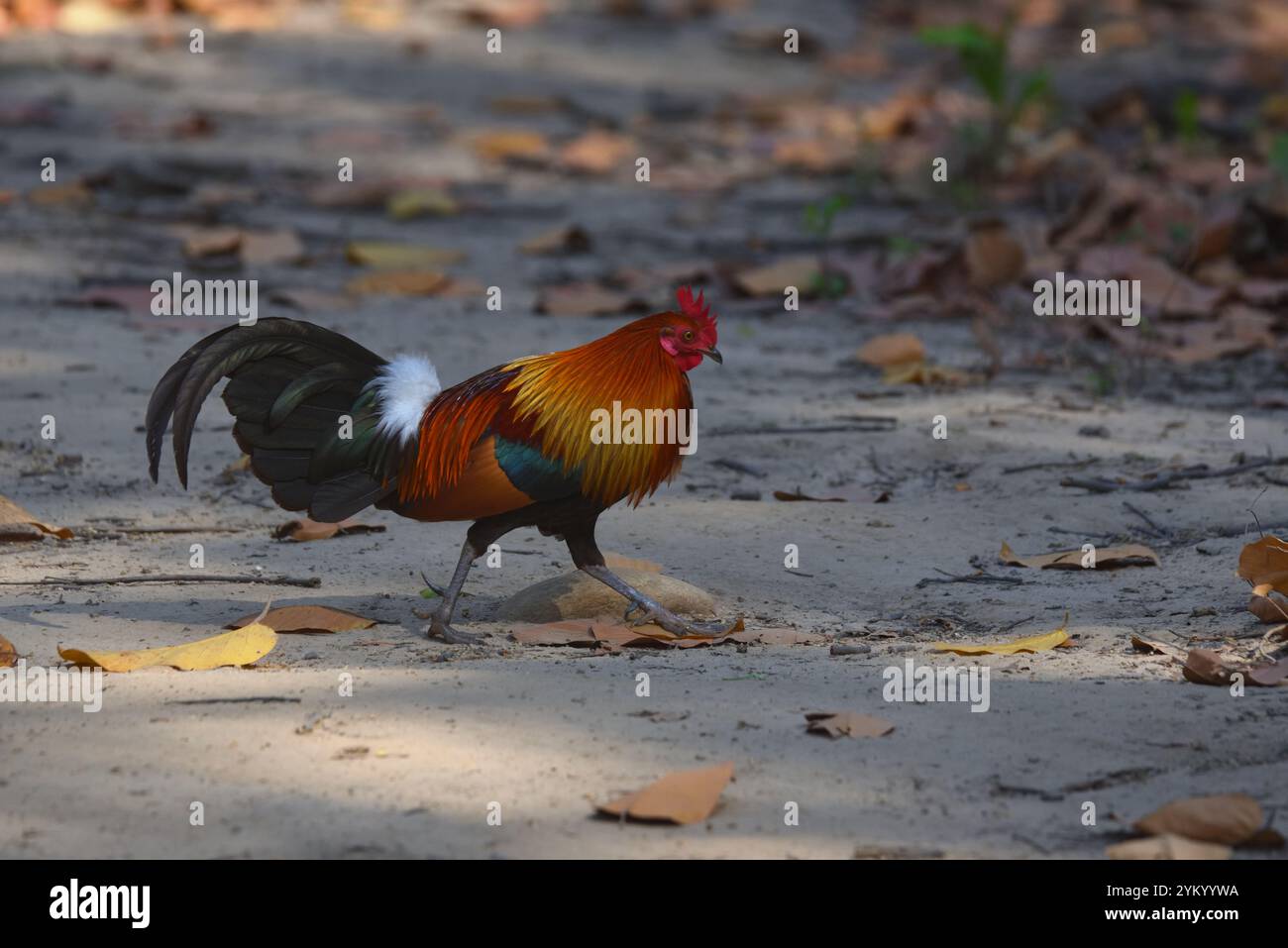 Red junglefowl or Indian red junglefowl, Wildlife Bhopal, India Stock ...