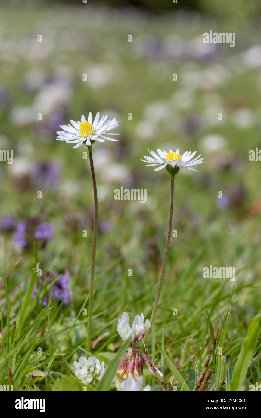 common Daisy [ Bellis perennis ] growing in lawn. 2 flowers in focus ...