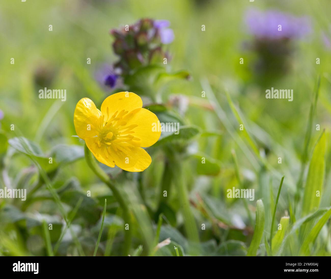 Buttercup flower hi-res stock photography and images - Alamy