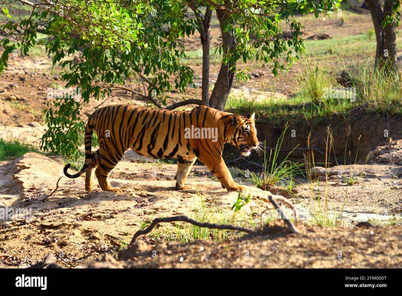Adult male Tiger in Satpura national park, Wildlife Bhopal, India Stock ...