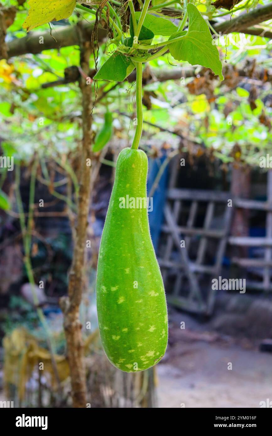 The Green Vagitable In Bangladesh Stock Photo - Alamy