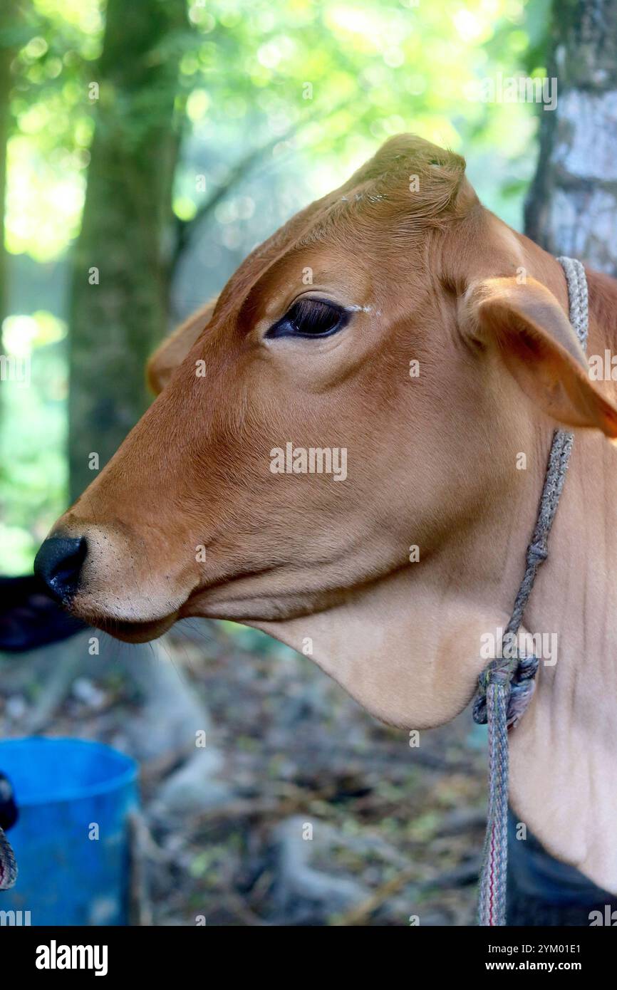 The Brown Cow in Bangladesh Stock Photo - Alamy