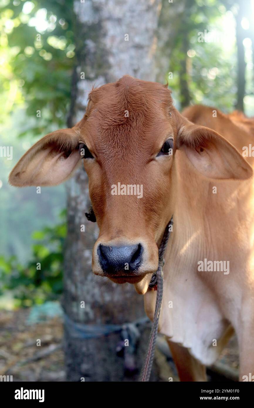 The Brown Cow in Bangladesh Stock Photo - Alamy