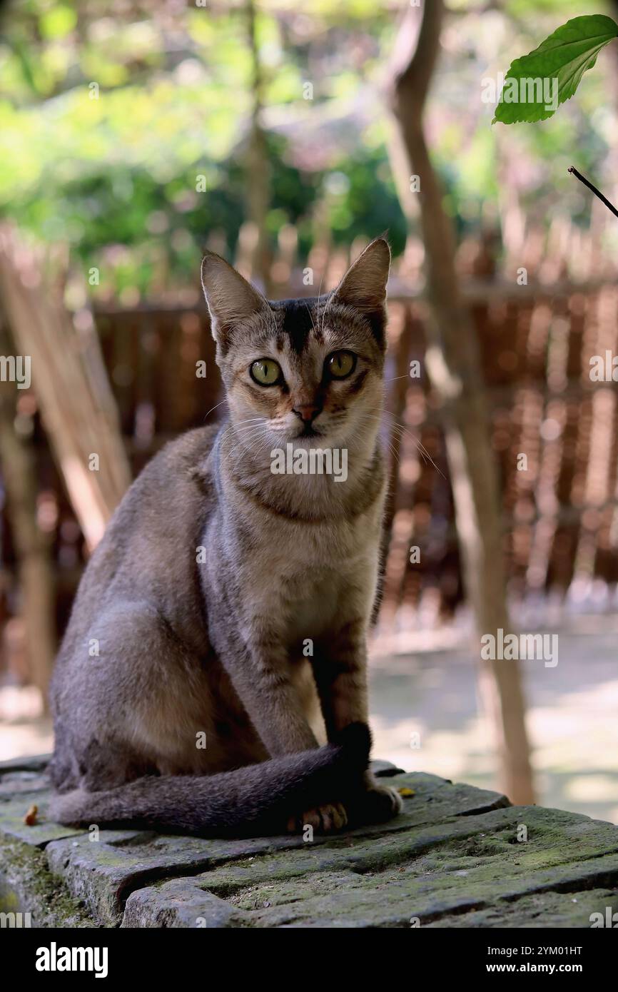 Cat is the most popular animal in our human bing Stock Photo - Alamy