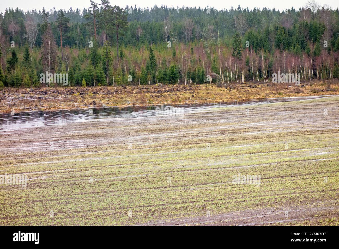 Wet season crops hi-res stock photography and images - Alamy