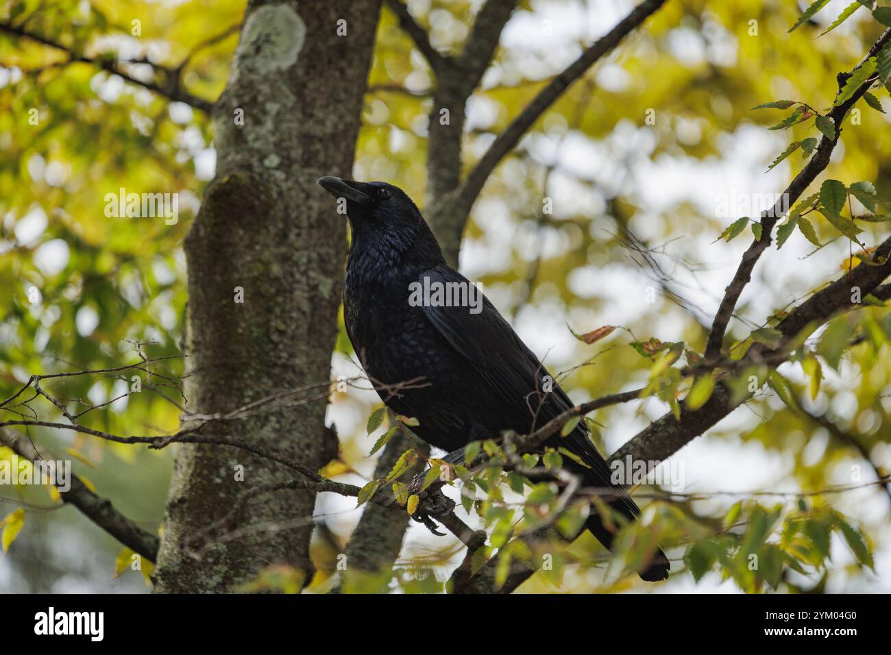 Strong talons grip hi-res stock photography and images - Alamy