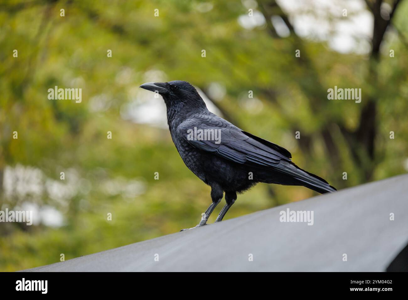 A raven is perched on the rounded surface of a roof, watching passersby ...