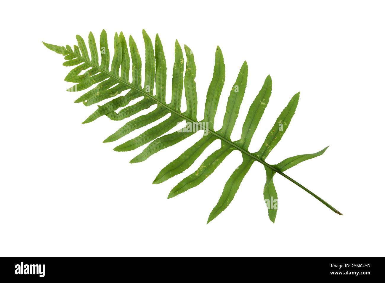 Fern species identification hi-res stock photography and images - Alamy