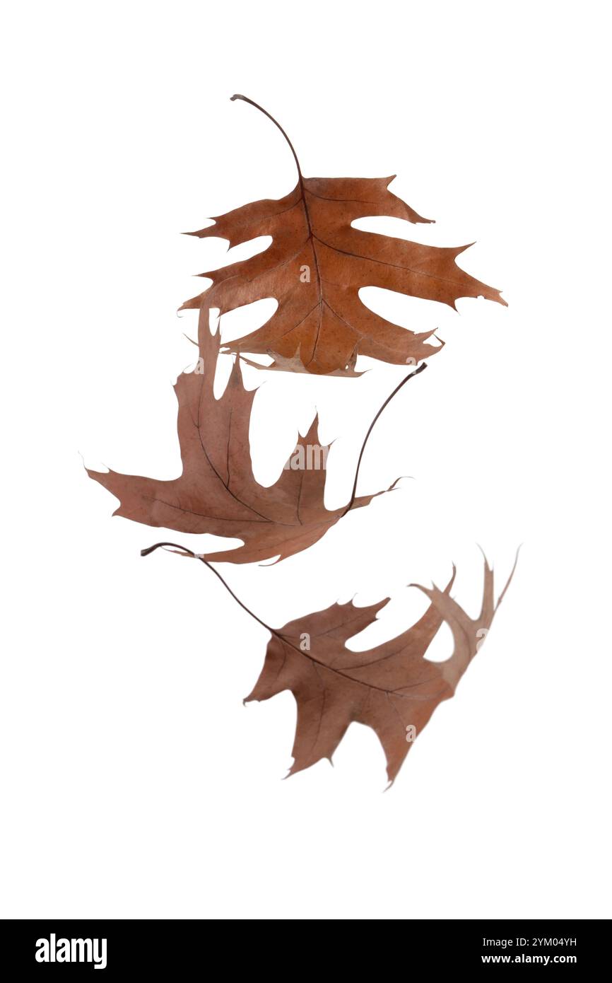 Three brown dry oak fallen leaves heap isolated on white background ...