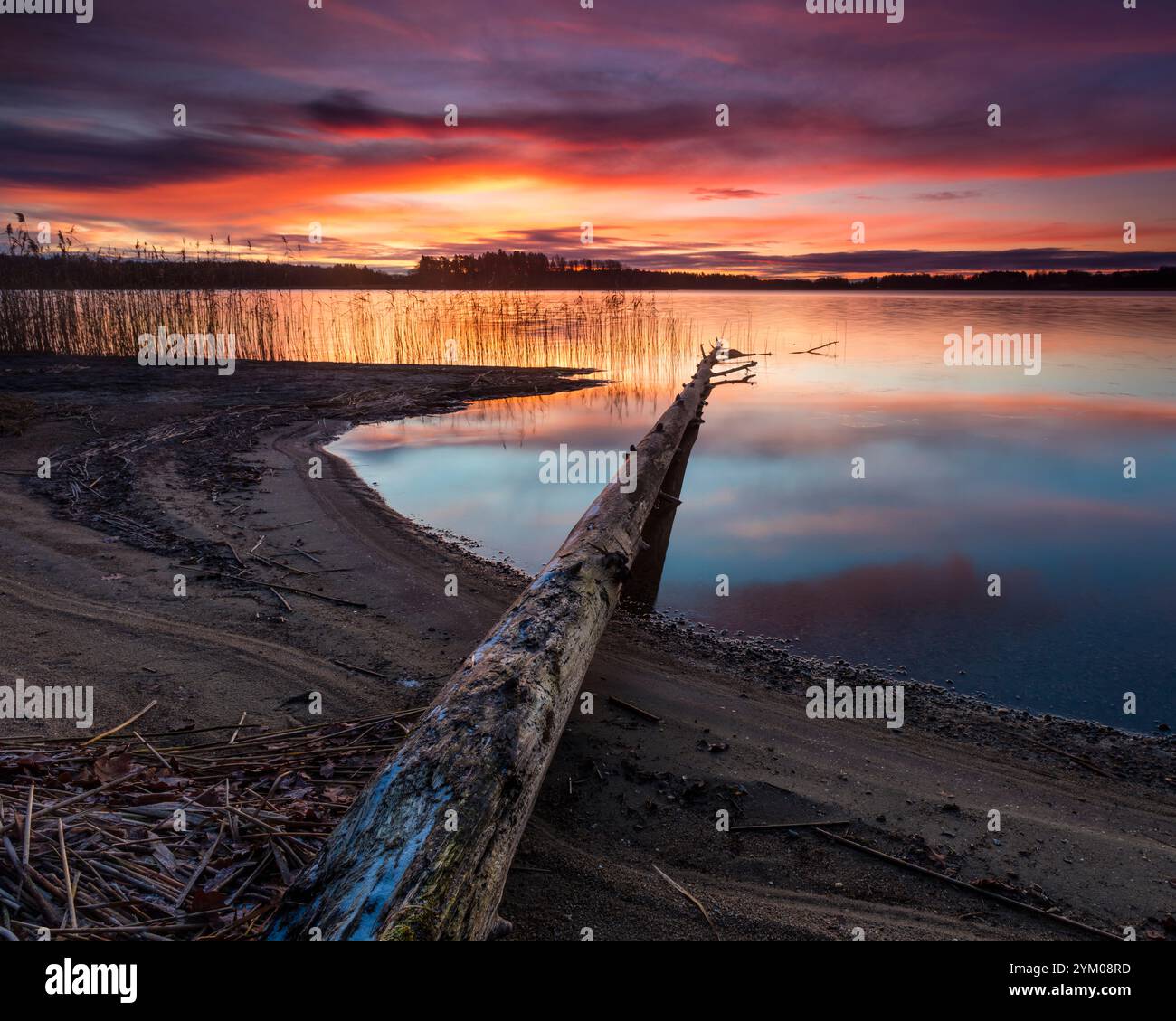 Colorful november sunrise with sandy lakeshore and fallen log at the ...