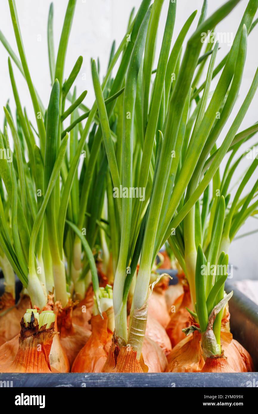 Growing spring onion ang fresh microgreens in a plastic crate under ...