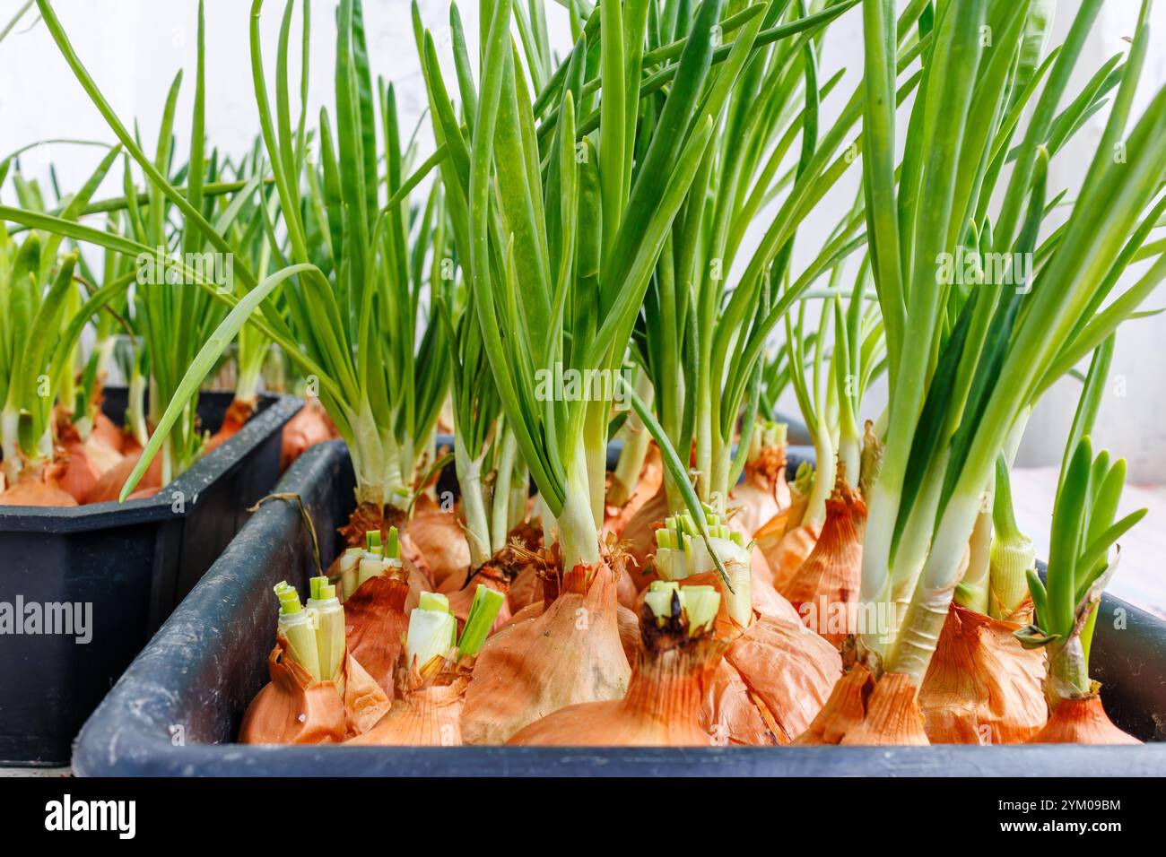 Growing spring onion ang fresh microgreens in a plastic crate under ...