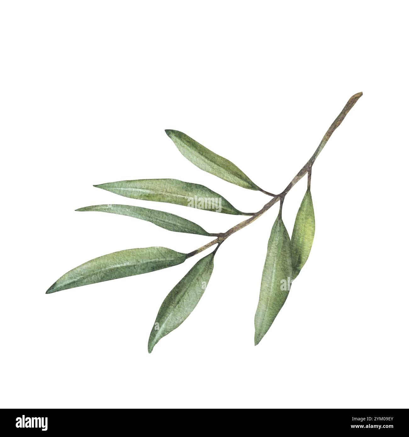 Olive tree branch, fruitless with green leaves. Watercolor botanical ...