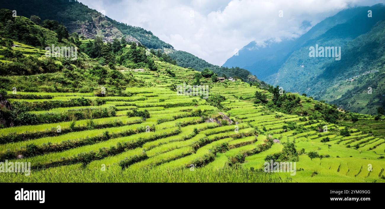 Nepali rice field hi-res stock photography and images - Alamy