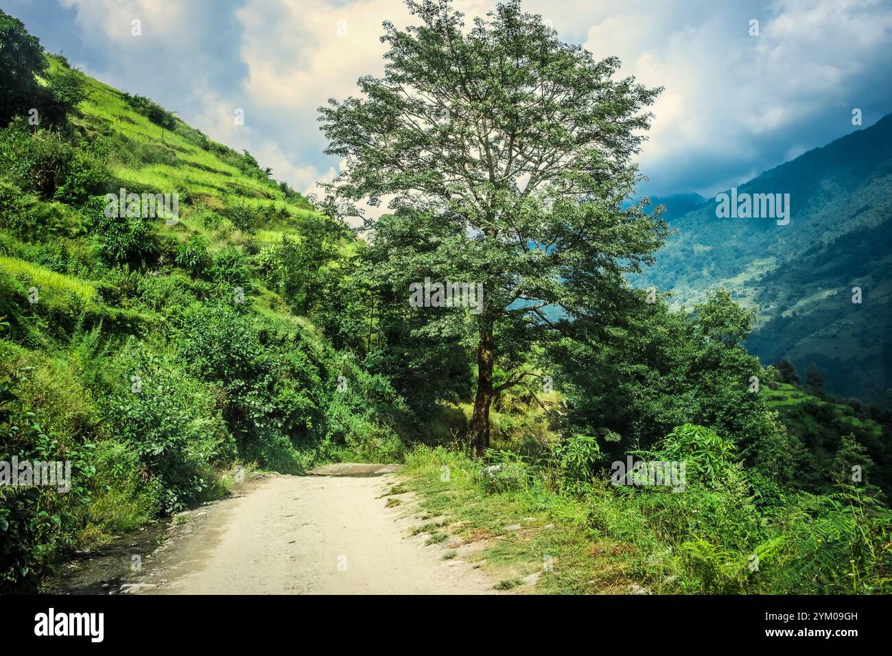Green Landscape with path tree in Nepal Stock Photo - Alamy