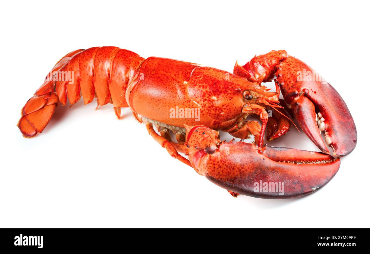 Big red lobster hi-res stock photography and images - Alamy