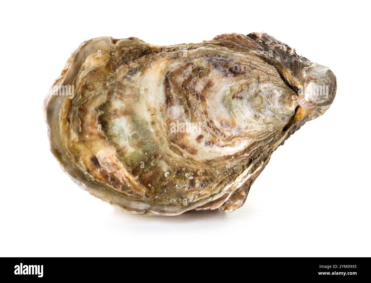 Close up oyster Cut Out Stock Images & Pictures - Alamy