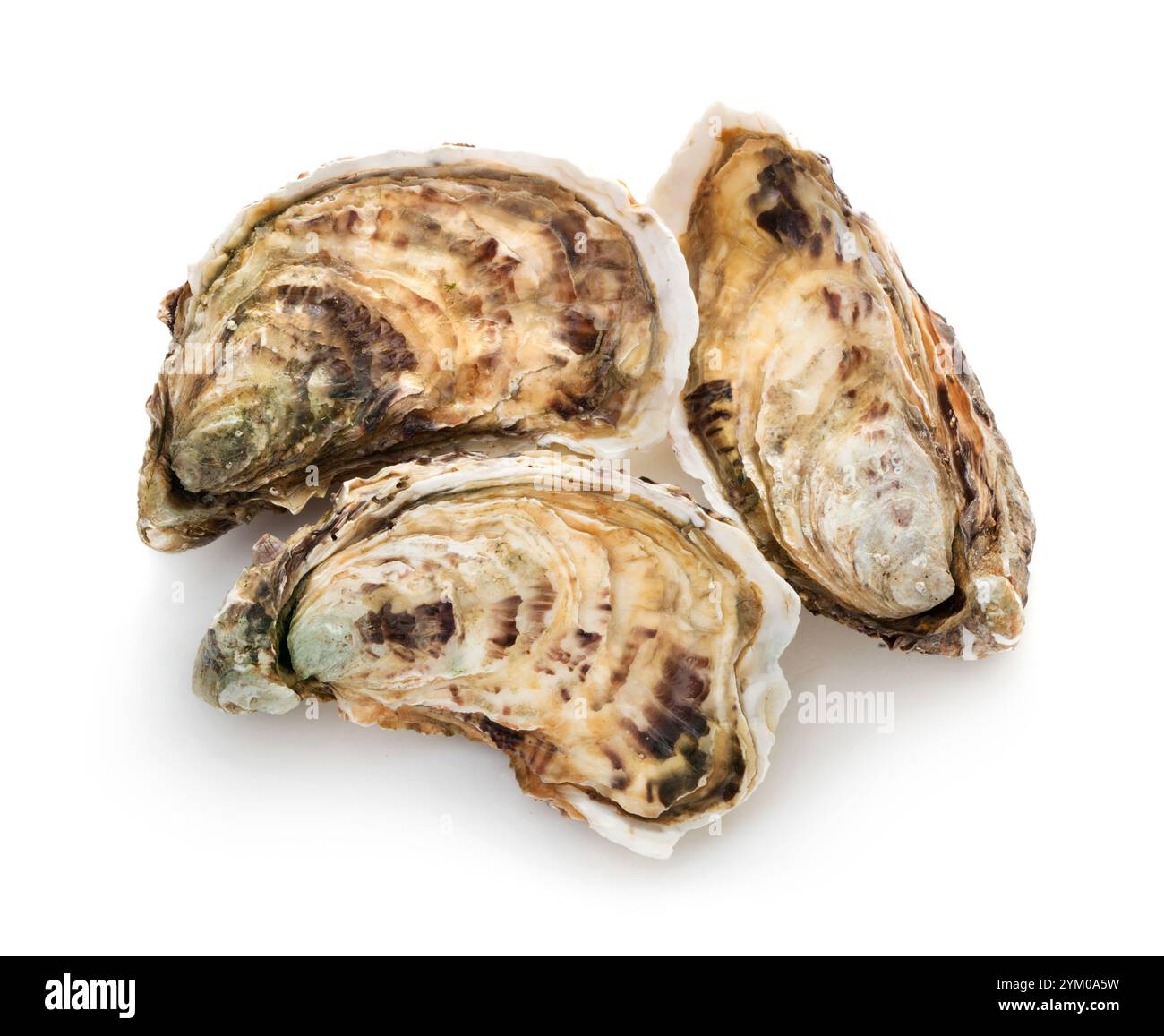 Close up oyster Cut Out Stock Images & Pictures - Alamy