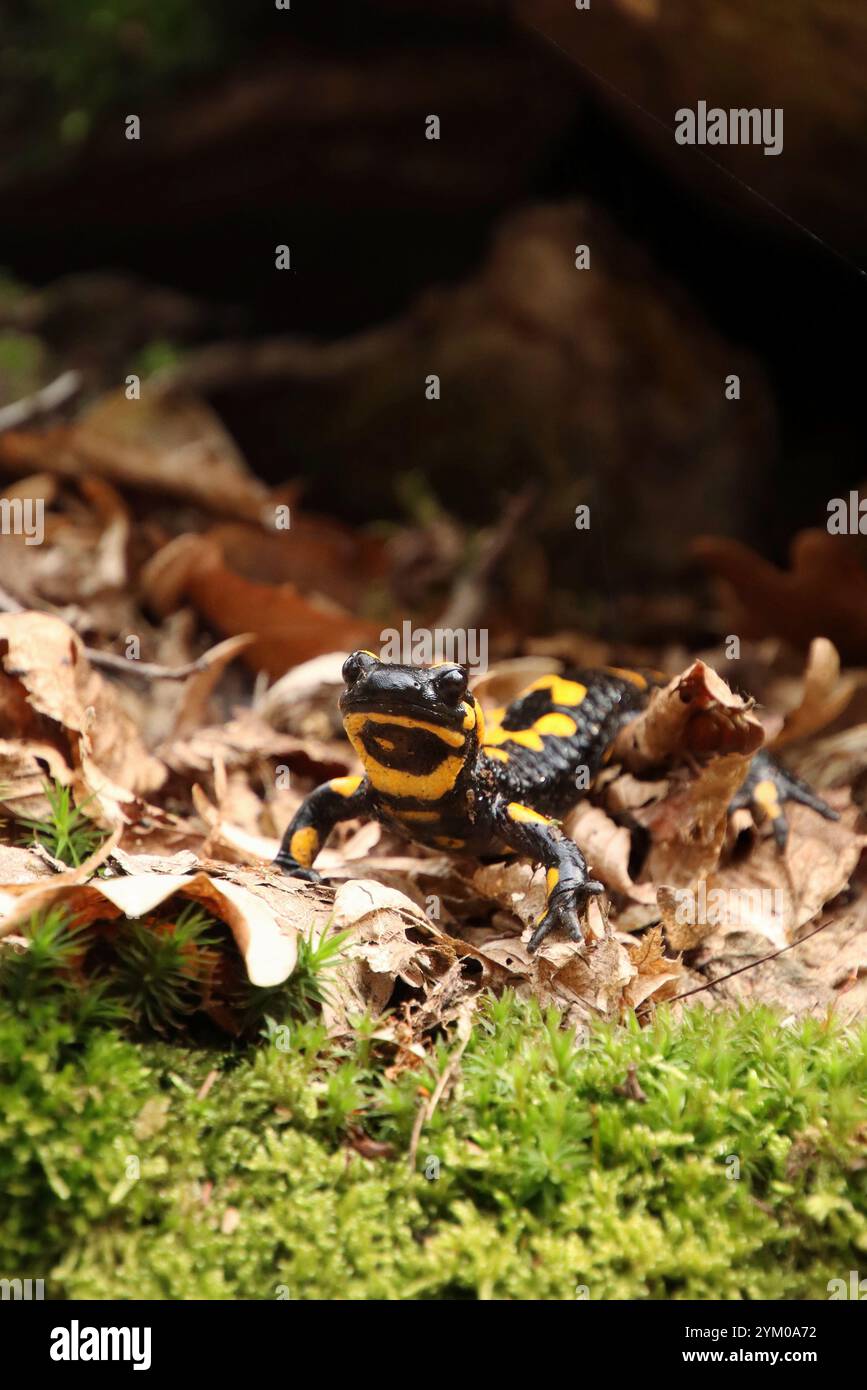 a spotted salamander lies in front of a hiding place in the leaves ...