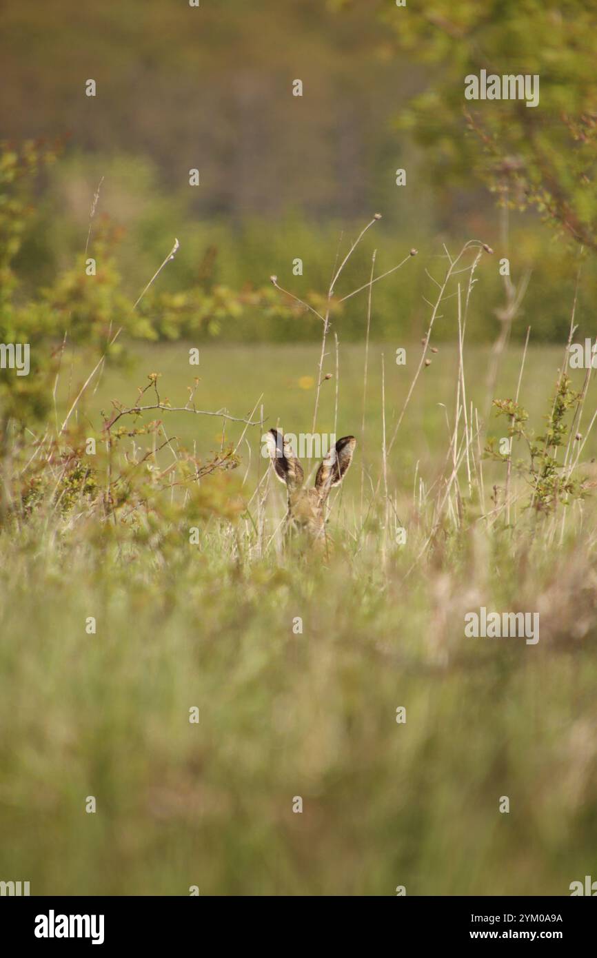 hare hiding in tall grass. only the tips of his ears are visible Stock ...