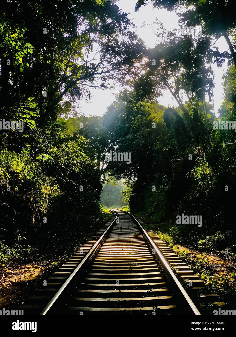 Sunlit railway track surrounded by lush greenery, leading into a serene forest path Stock Photo ...