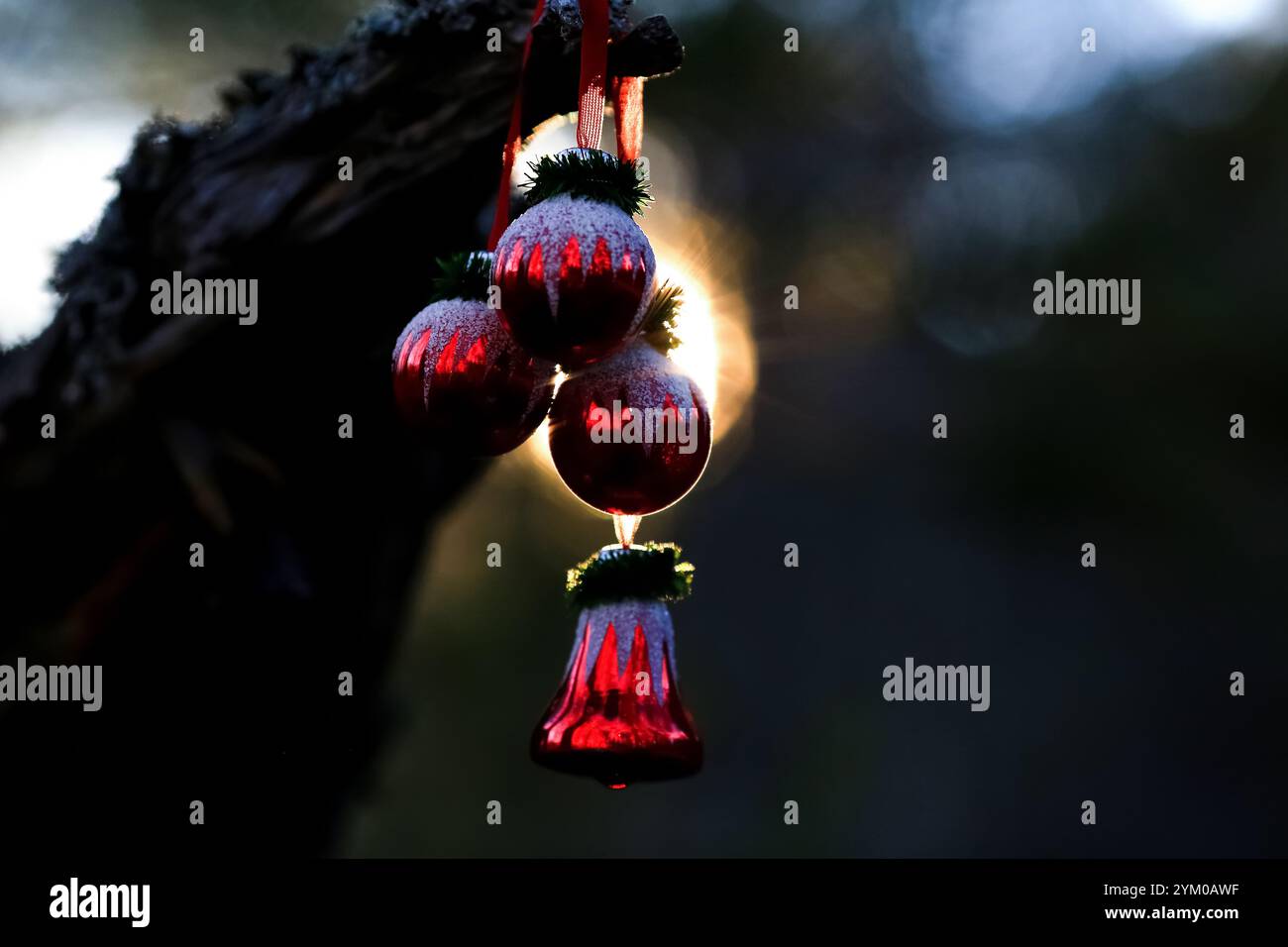 Christmas toy on the dead gnag in the wild forest, ecologic concept ...