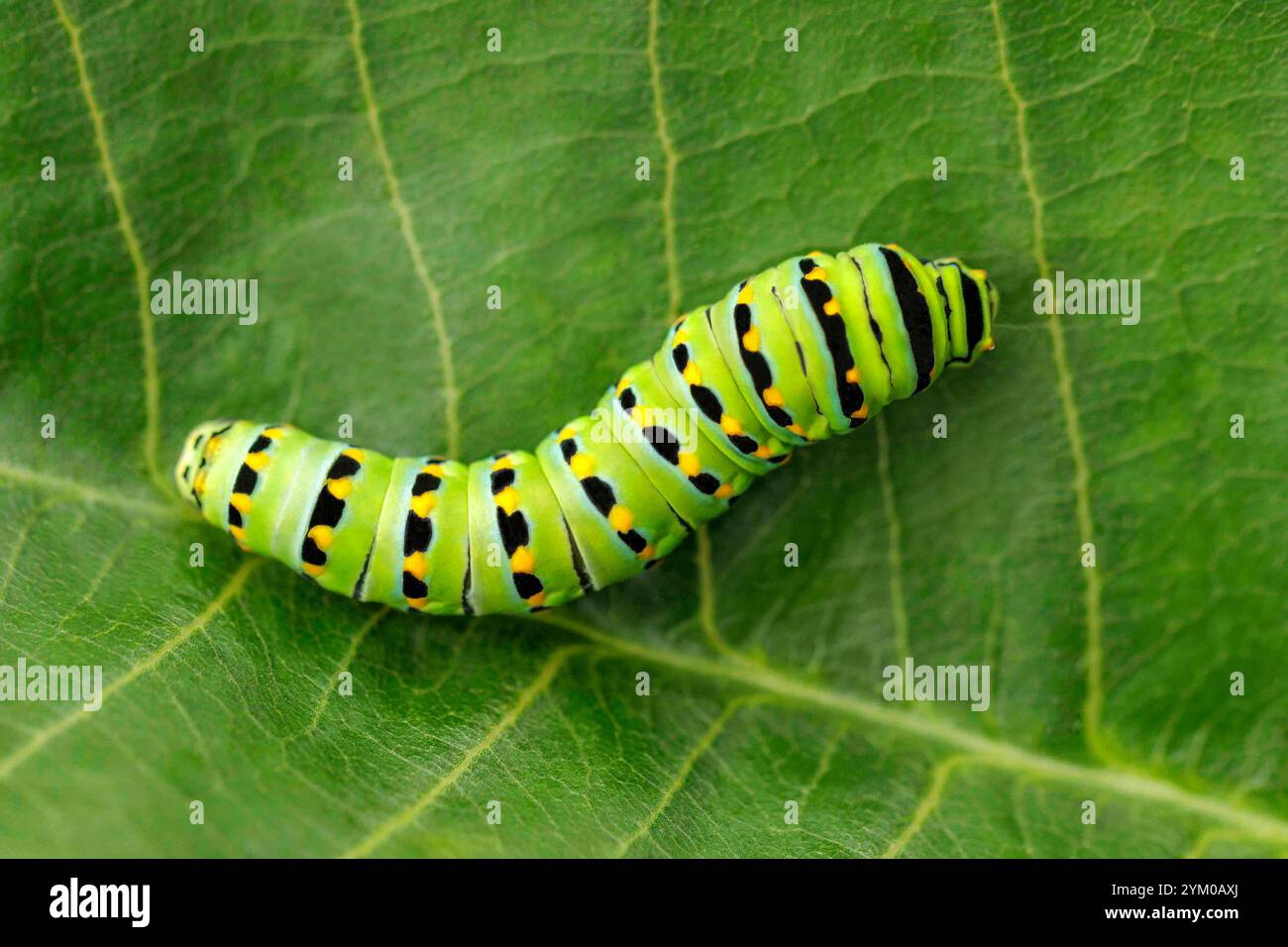 Black Swallowtail caterpillar Stock Photo - Alamy