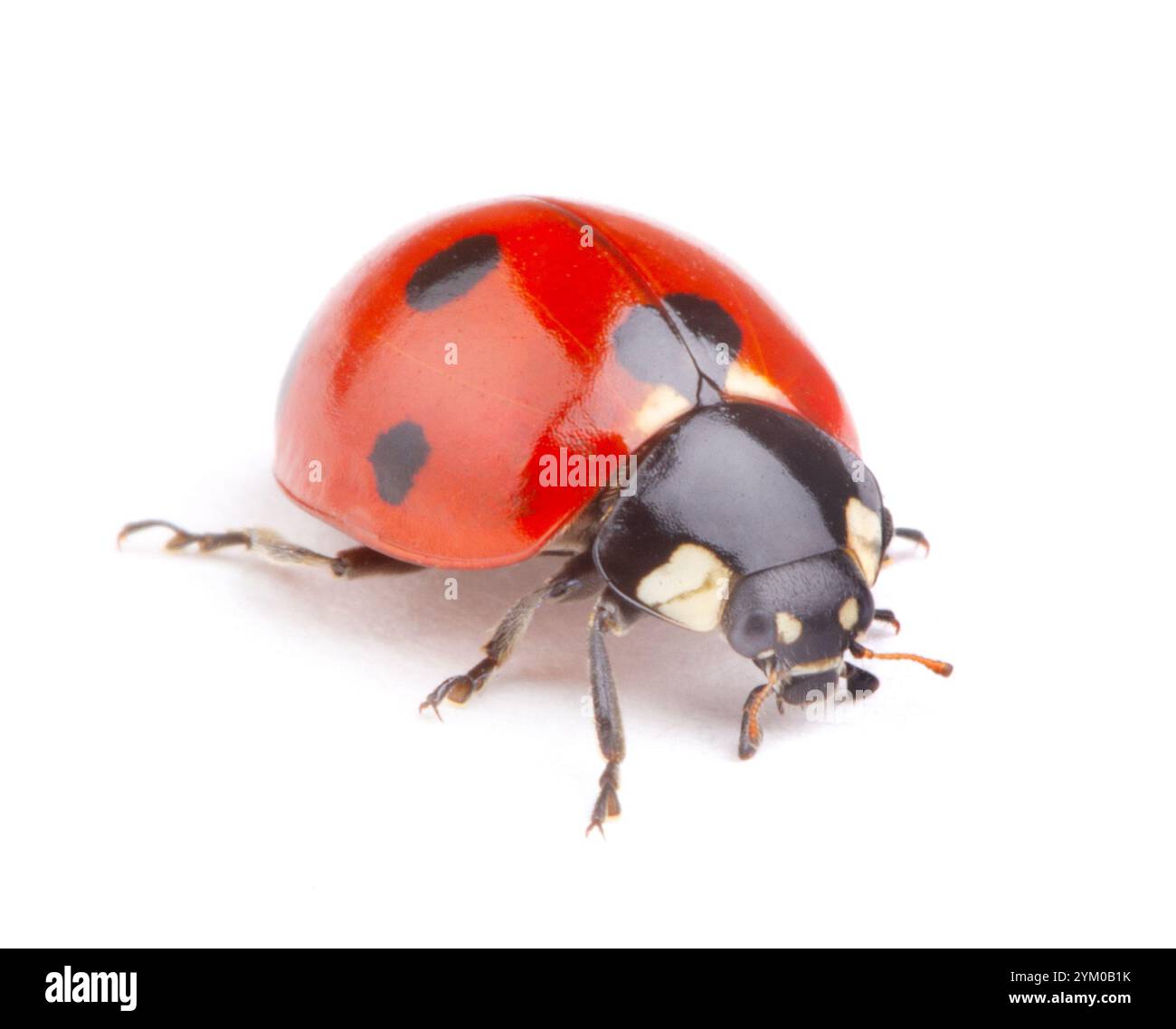 Ladybug on white background Stock Photo - Alamy