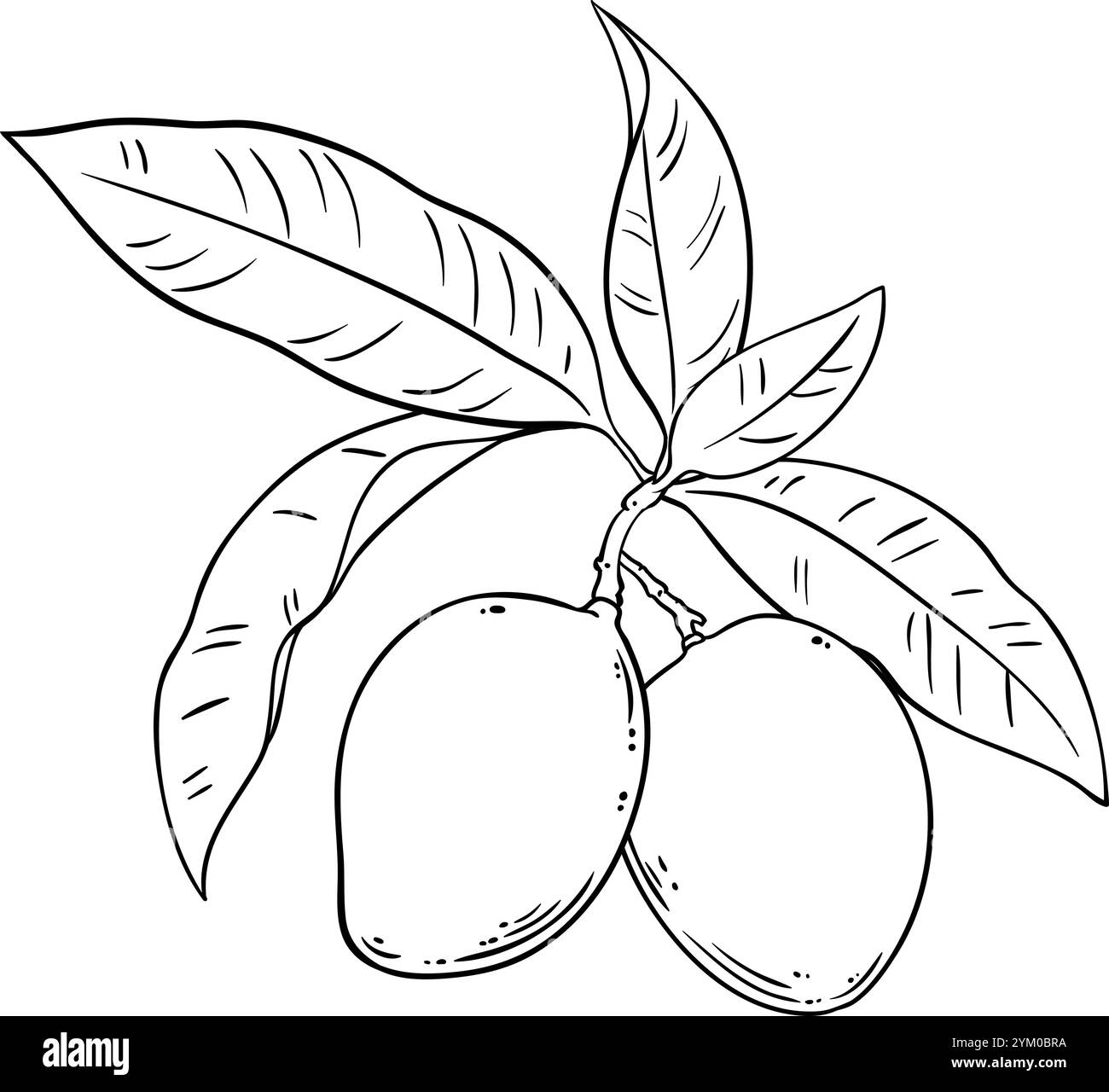 Raw mango Black and White Stock Photos & Images - Alamy