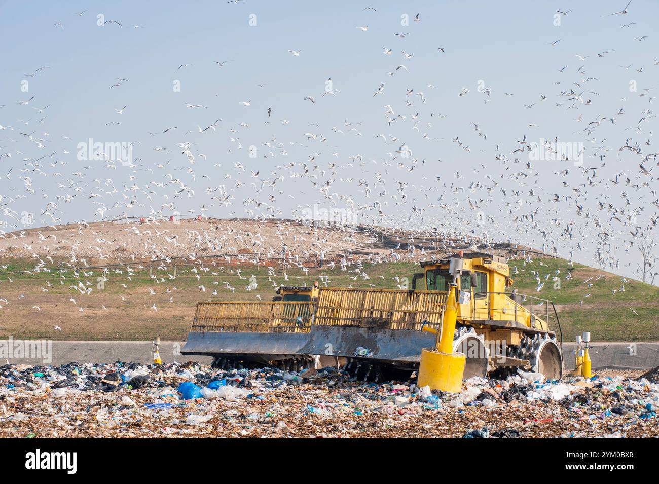 Flock of seagulls in municipal waste dump, while earthmoving machines ...