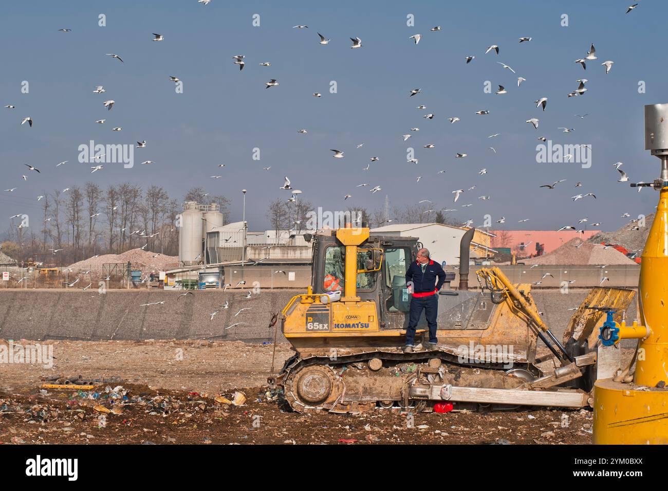 Flock of seagulls in municipal waste dump, while earthmoving machines ...