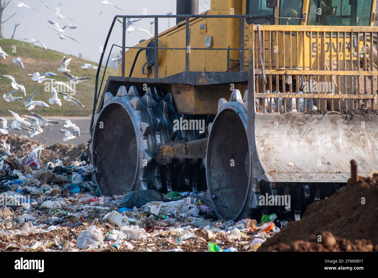 Flock of seagulls in municipal waste dump, while earthmoving machines ...