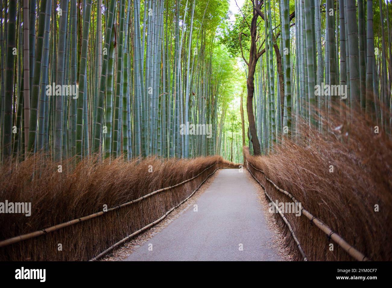 Path to bamboo forest, Arashiyama, Kyoto, Japan Stock Photo - Alamy